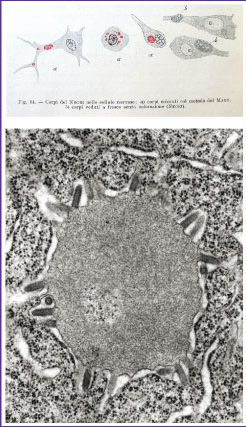 Medicina (Buenos Aires)